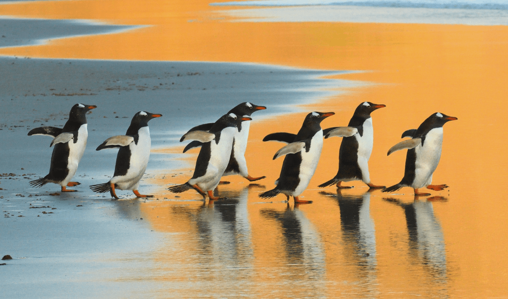 Protect Ocean - Donate to Ocean charity - Ocean Generation