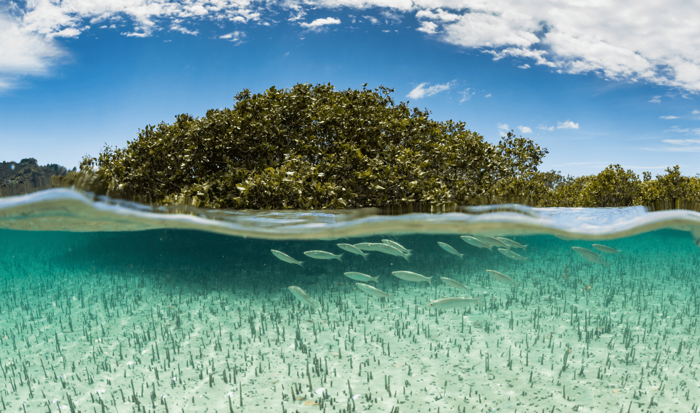 Mangrove Trees: A climate change solution - Ocean Generation
