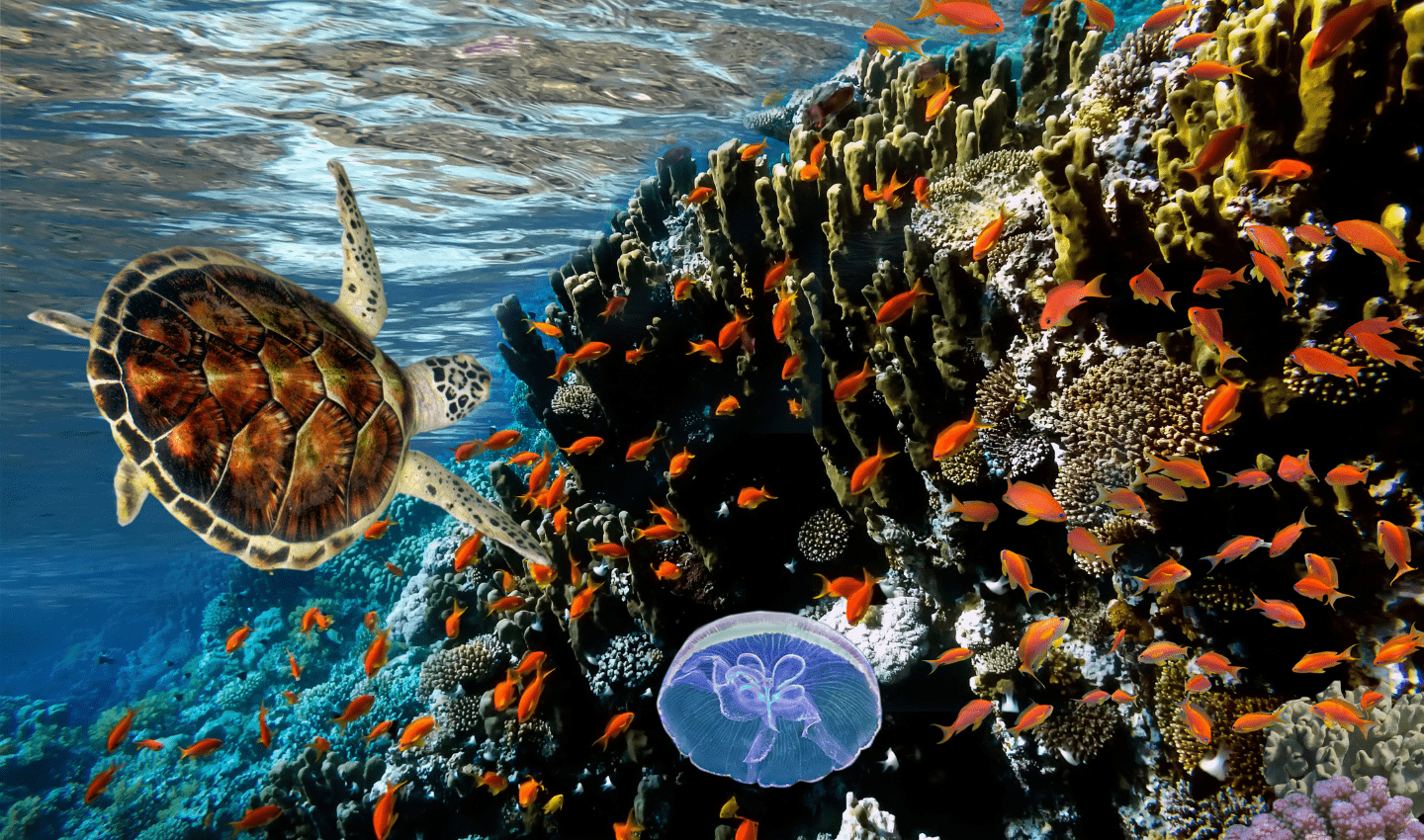 12 interesting coral reef facts - Ocean Generation