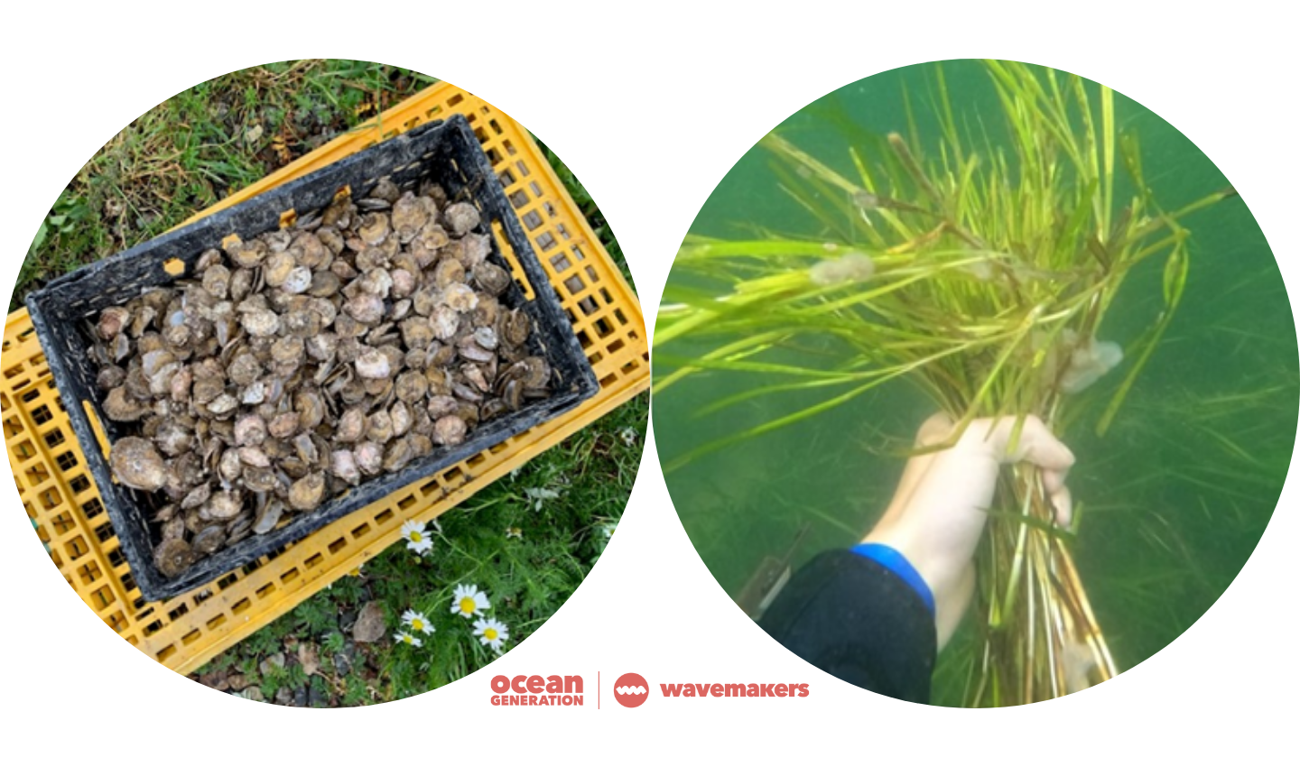 The world was our oyster, when the oysters became our world - Ocean ...