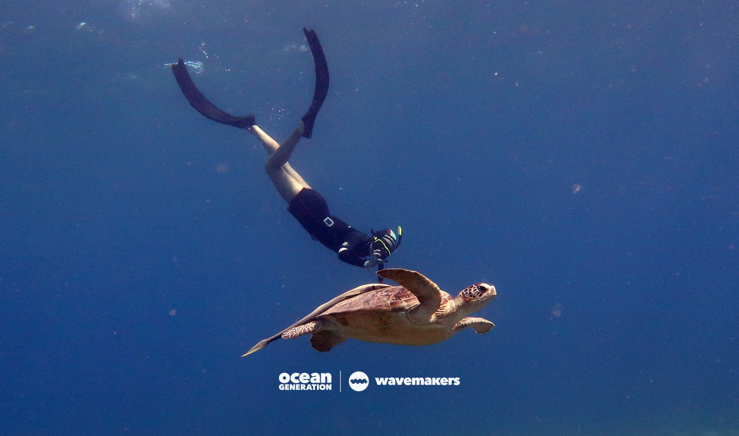 Citizen science: Monitoring the turtles of the Red Sea - Ocean Generation