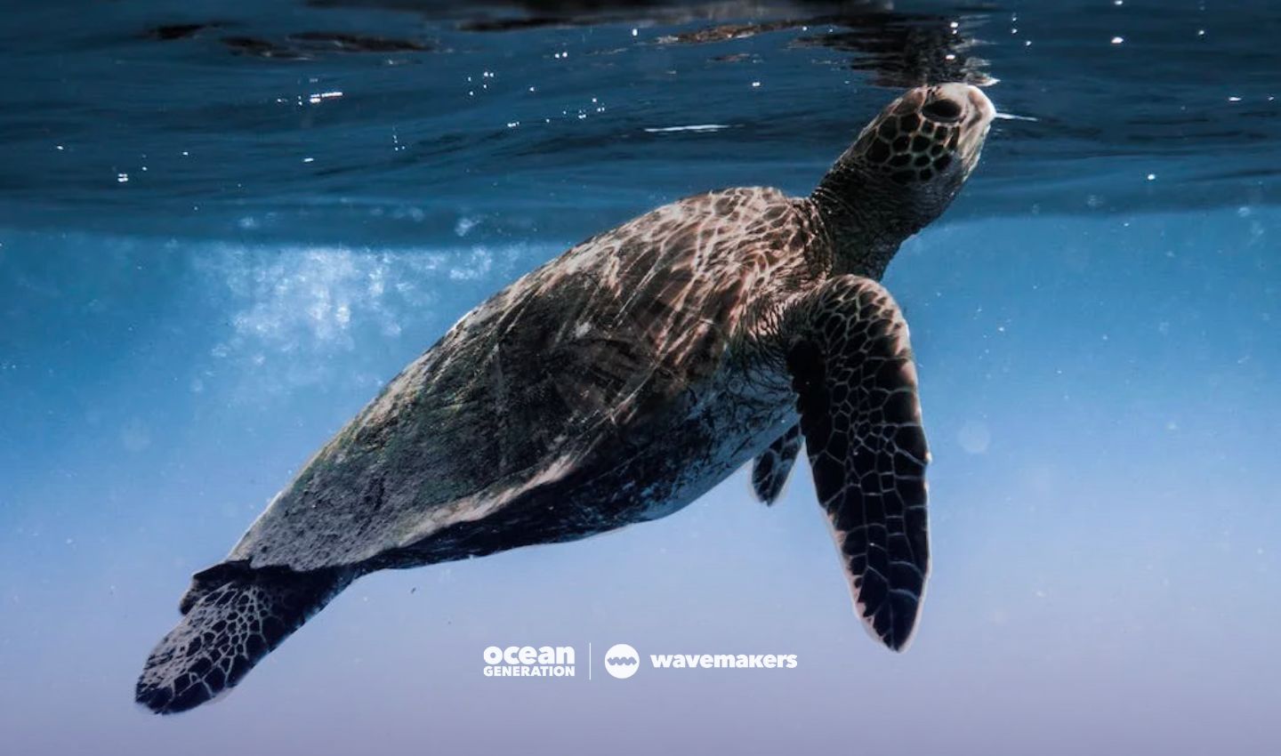 Citizen science: Monitoring the turtles of the Red Sea - Ocean Generation