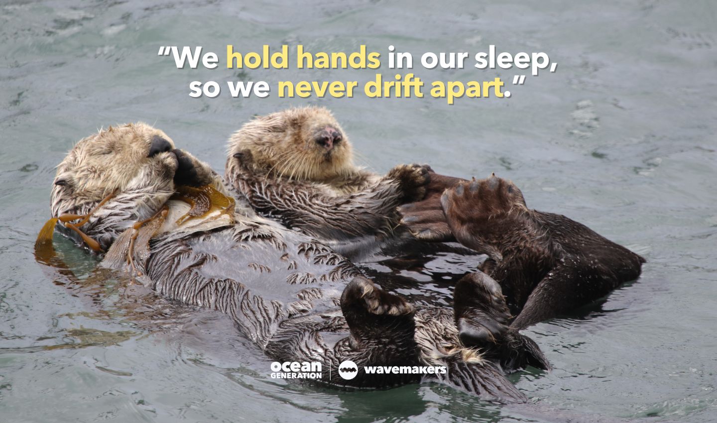 The art of not drifting apart: life lessons from sea otters - Ocean ...