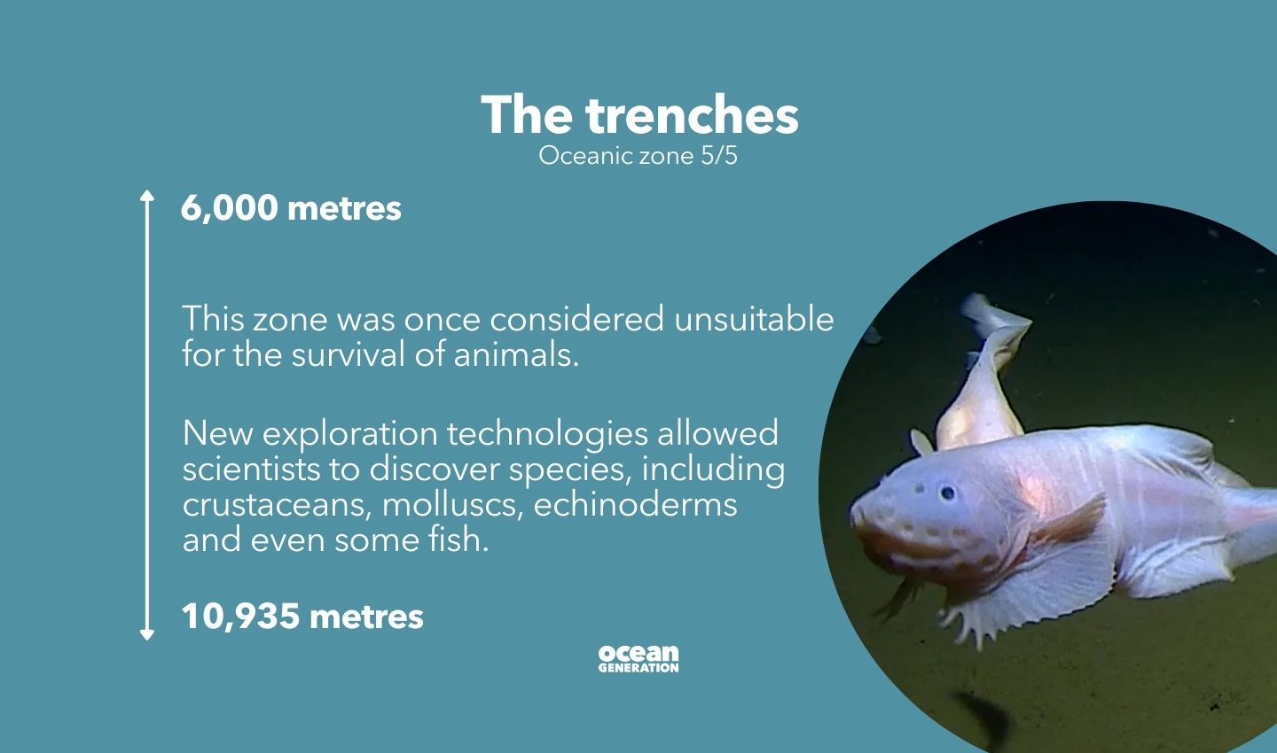 How deep is the Ocean? Explore fascinating creatures of the deep ...