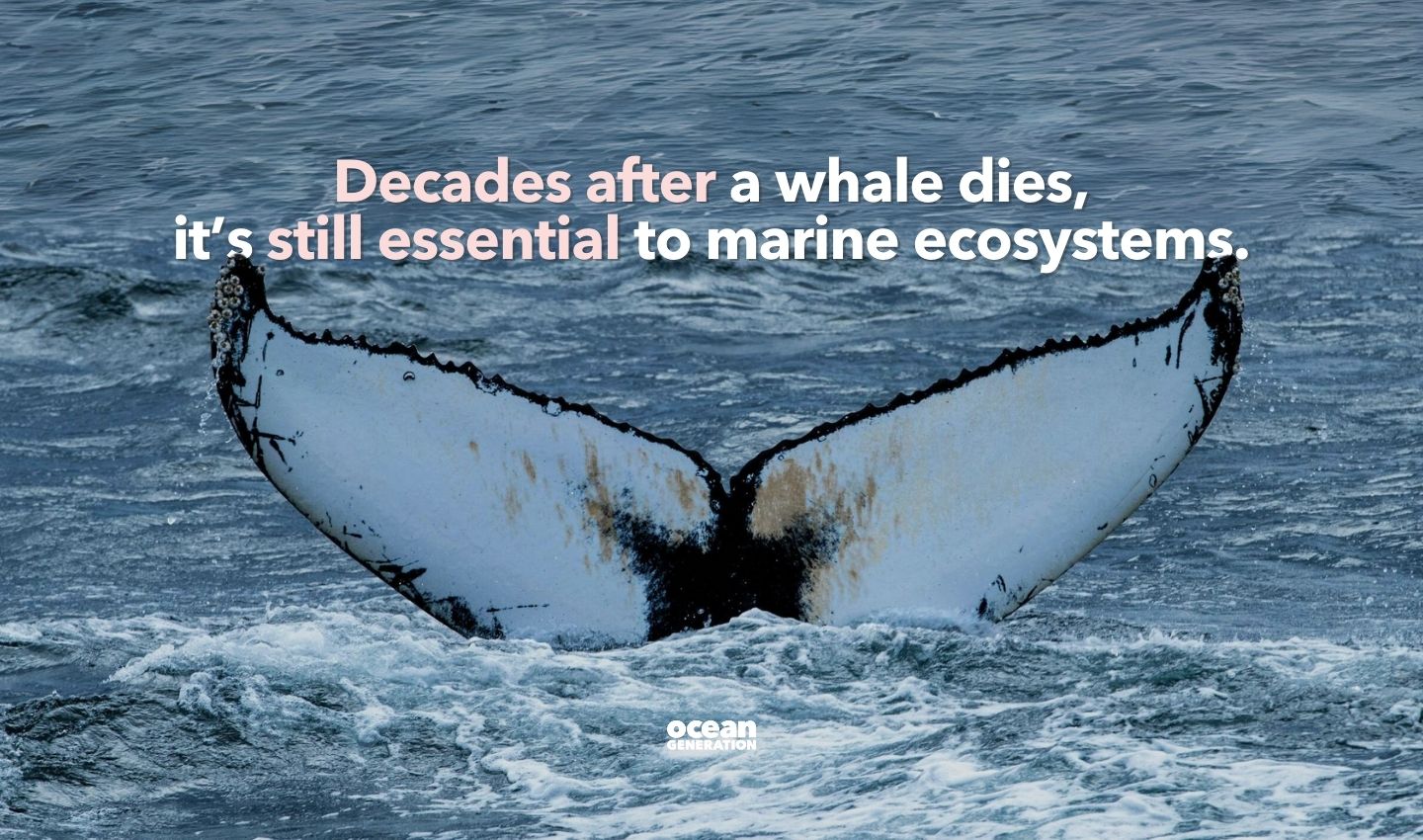 What happens after a whale dies? Life after death in the deep-sea ...
