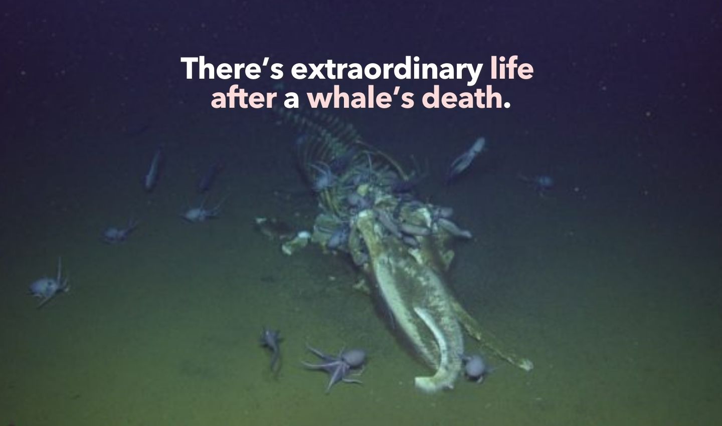 What happens after a whale dies? Life after death in the deep-sea ...
