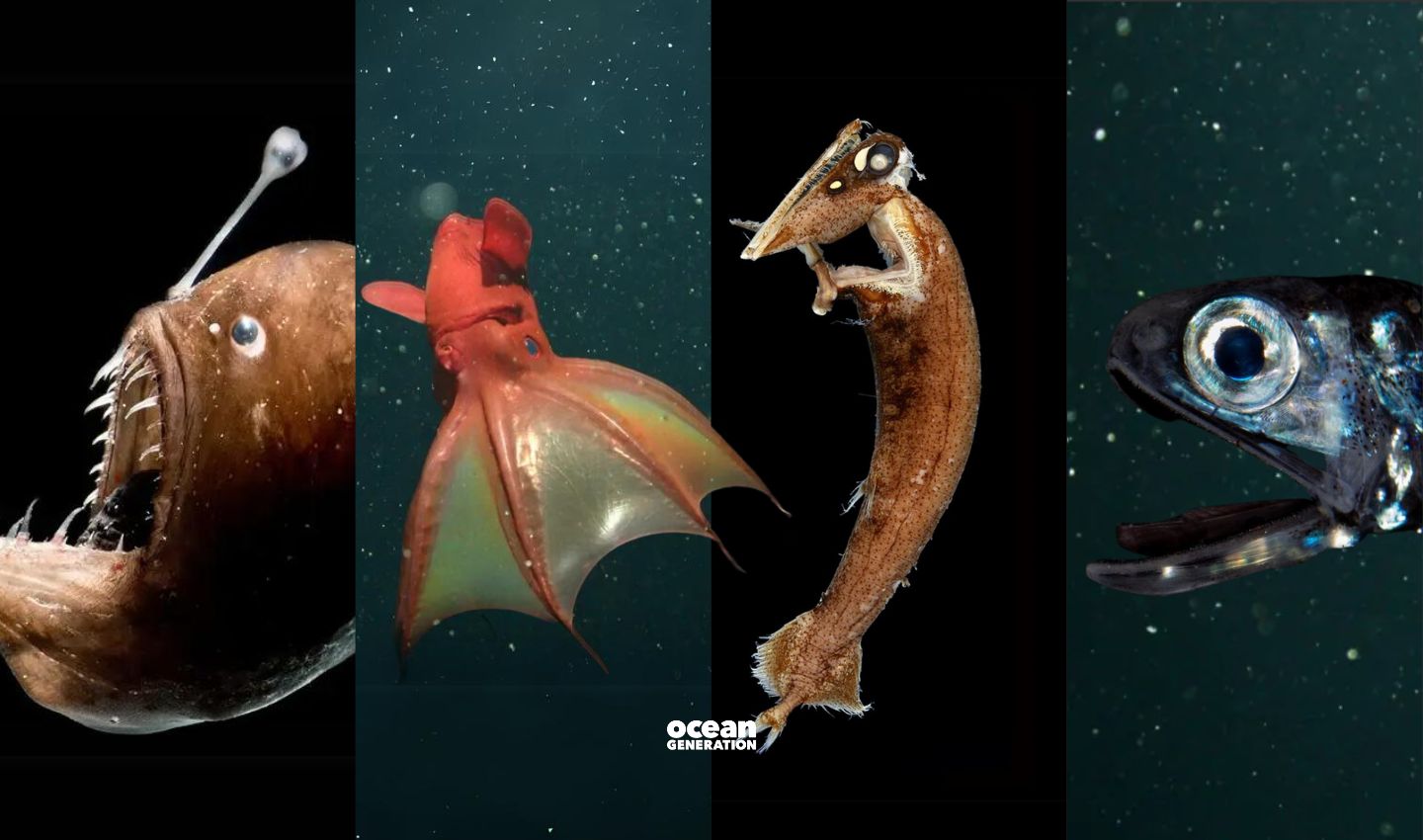 Interesting animals that use bioluminescence in the deep Ocean. - Ocean ...