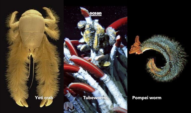 Are hydrothermal vents the origin of life on Earth? - Ocean Generation