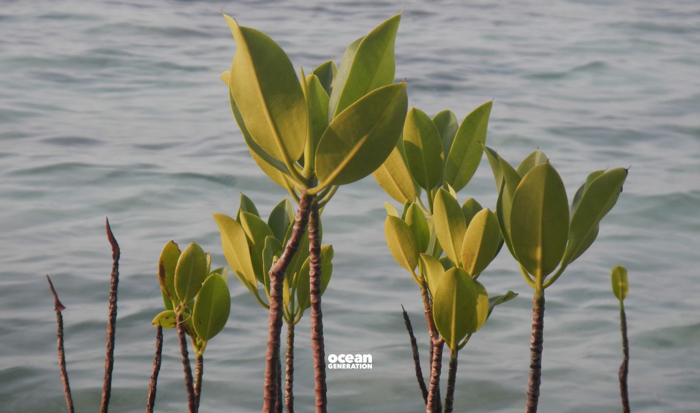 How can we protect and restore our coastlines? - Ocean Generation