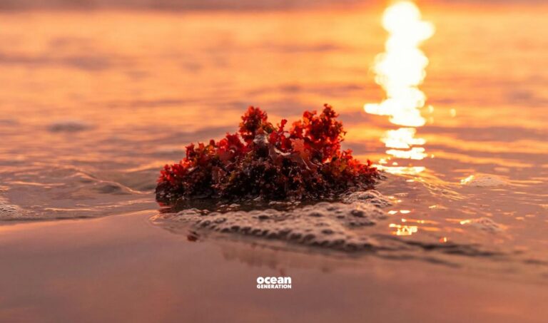 Surviving in the Intertidal Zone: The gateway to the Ocean - Ocean ...