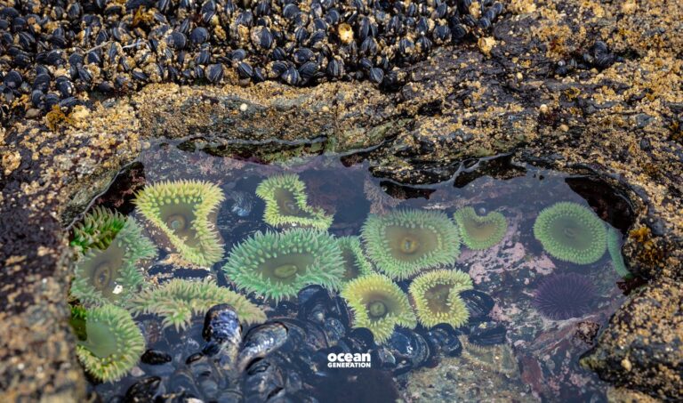 Surviving in the Intertidal Zone: The gateway to the Ocean - Ocean ...