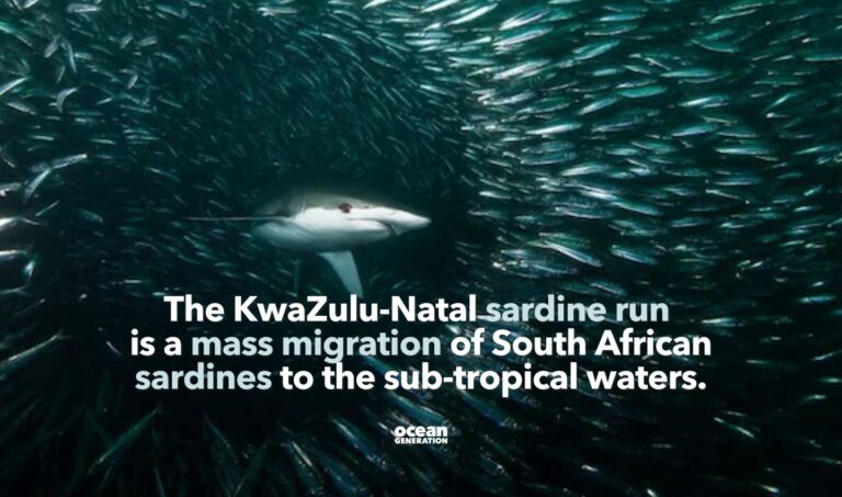 Why do marine animals migrate: Everything you need to know - Ocean ...