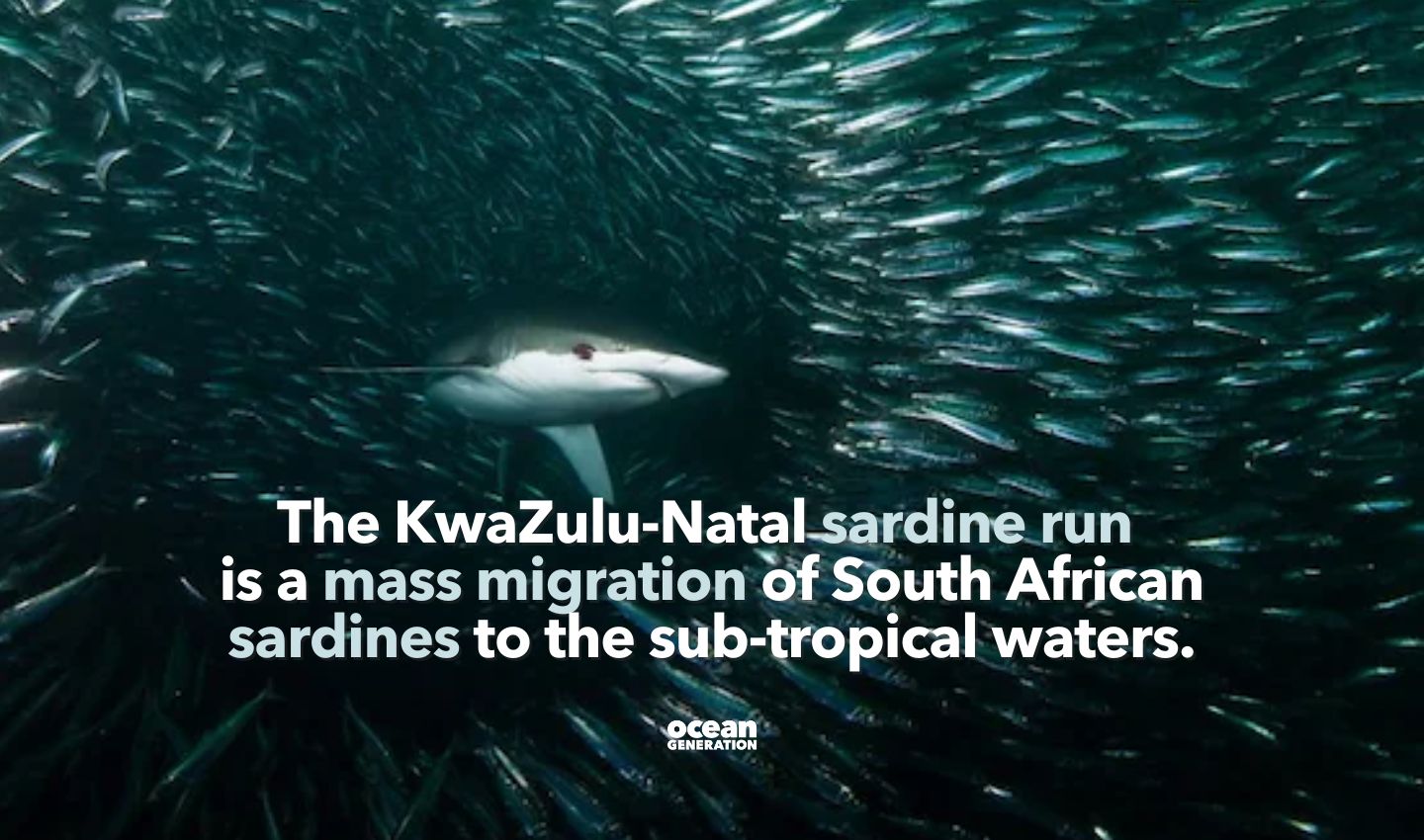 Why do marine animals migrate: Everything you need to know - Ocean ...