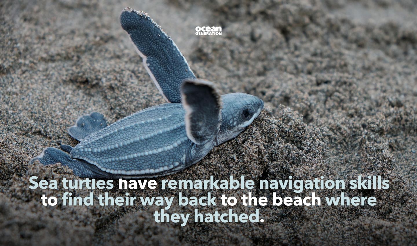 Why do marine animals migrate: Everything you need to know - Ocean ...