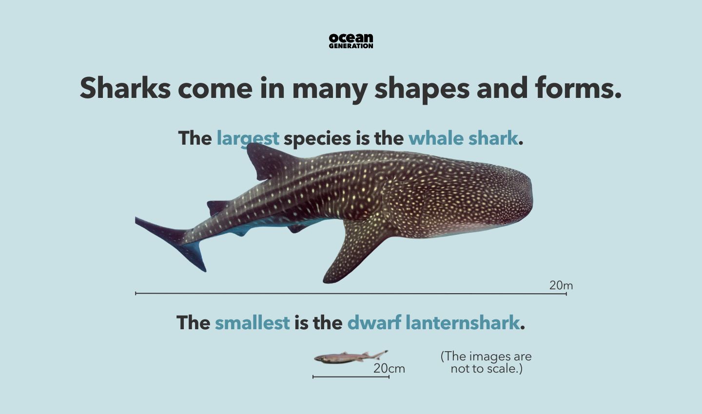 Re-thinking the shark stereotype - Ocean Generation