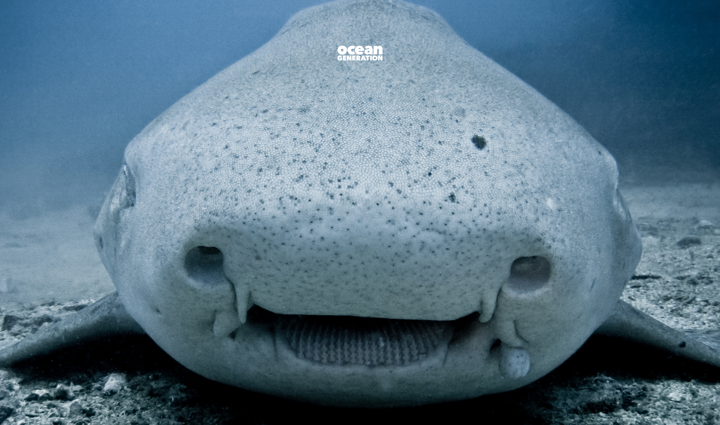 Re-thinking the shark stereotype - Ocean Generation