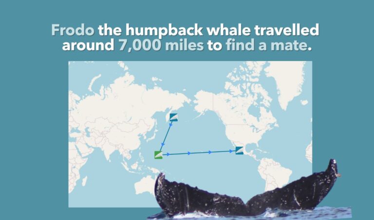 Why do marine animals migrate: Everything you need to know - Ocean ...