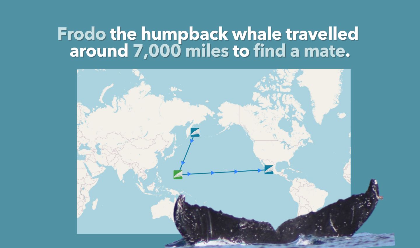 Why do marine animals migrate: Everything you need to know - Ocean ...