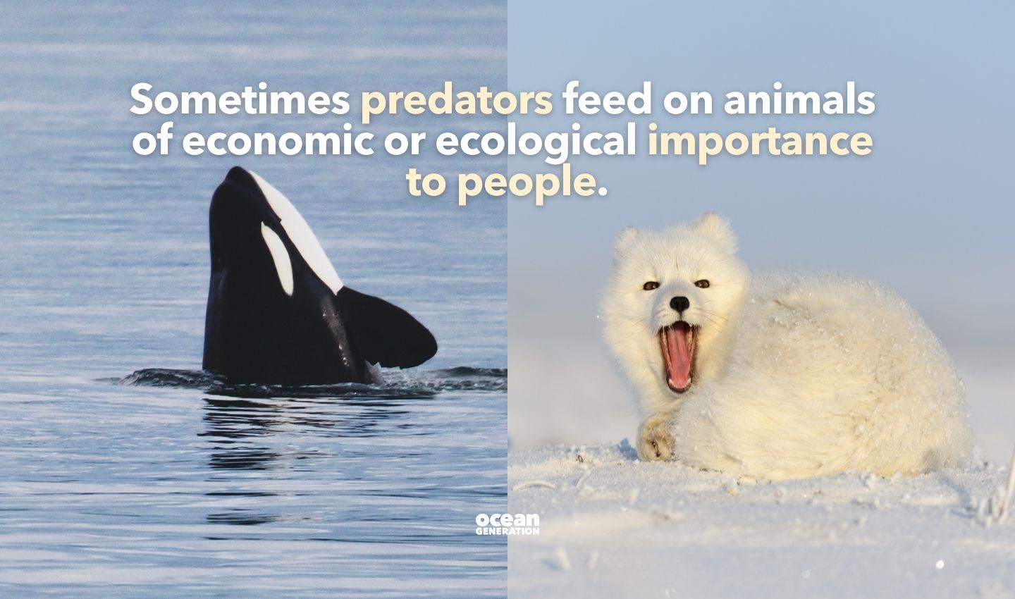 Bearly coexisting: Human-wildlife conflict in the polar regions - Ocean ...