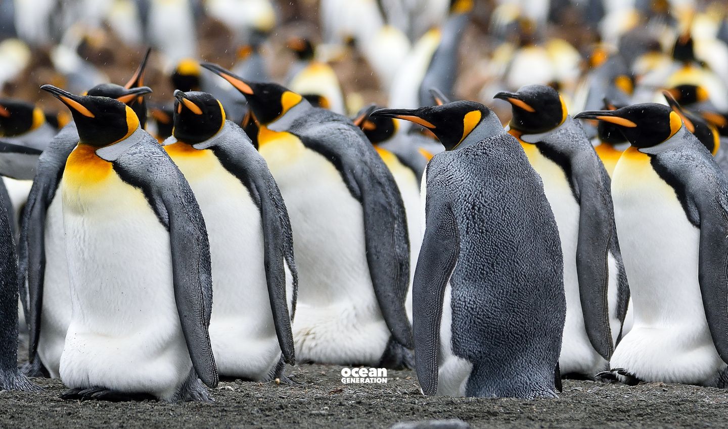 Surviving the Polar Regions: Animal strategies and adaptations - Ocean ...