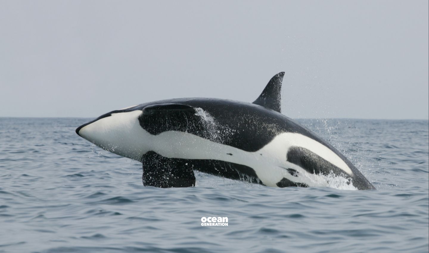 Balancing conservation and community in polar wildlife conflicts ...