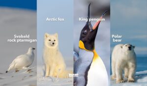 Surviving the Polar Regions: Animal strategies and adaptations - Ocean ...