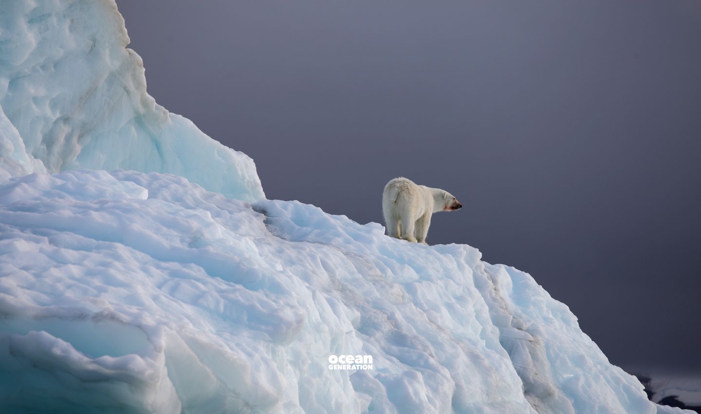 Surviving the Polar Regions: Animal strategies and adaptations - Ocean ...
