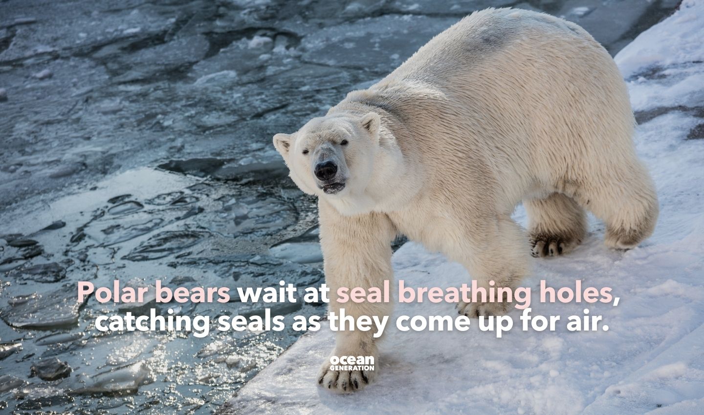 How Climate Change threatens polar species: Polar bears, Orcas and ...