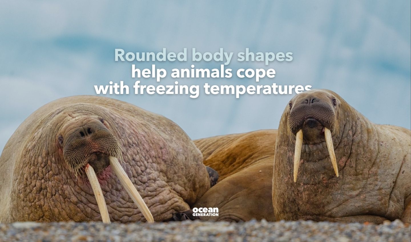 Surviving the Polar Regions: Animal strategies and adaptations - Ocean ...