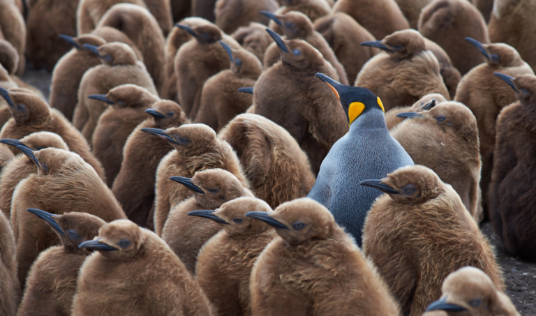 Surviving the Polar Regions: Animal strategies and adaptations - Ocean ...