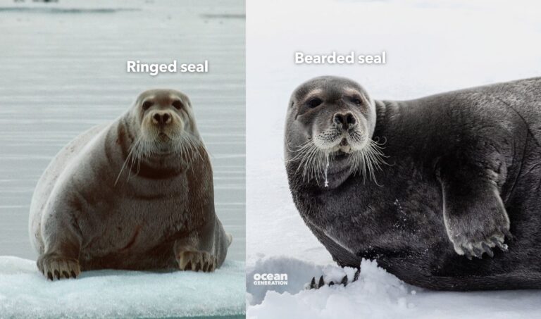 How Climate Change threatens polar species: Polar bears, Orcas and ...