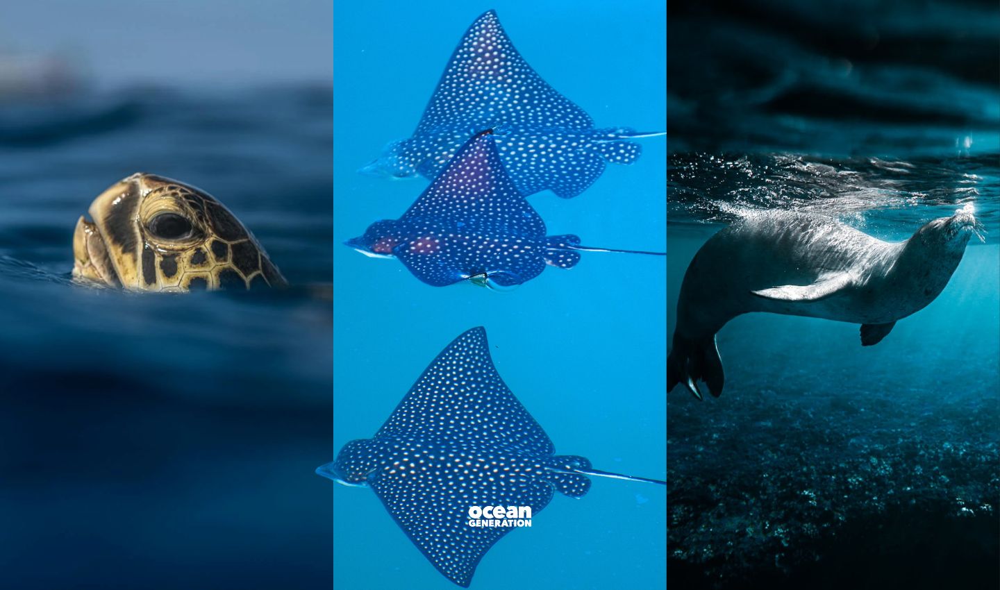 What is the UN Ocean Decade: Everything you need to know - Ocean Generation