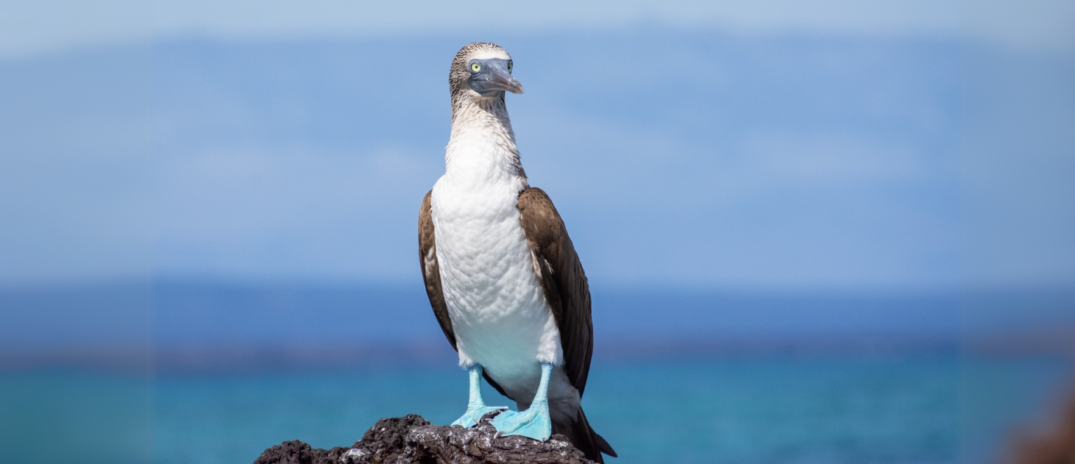 Galápagos Under Threat: Conservation, Climate Change and Hope - Ocean ...