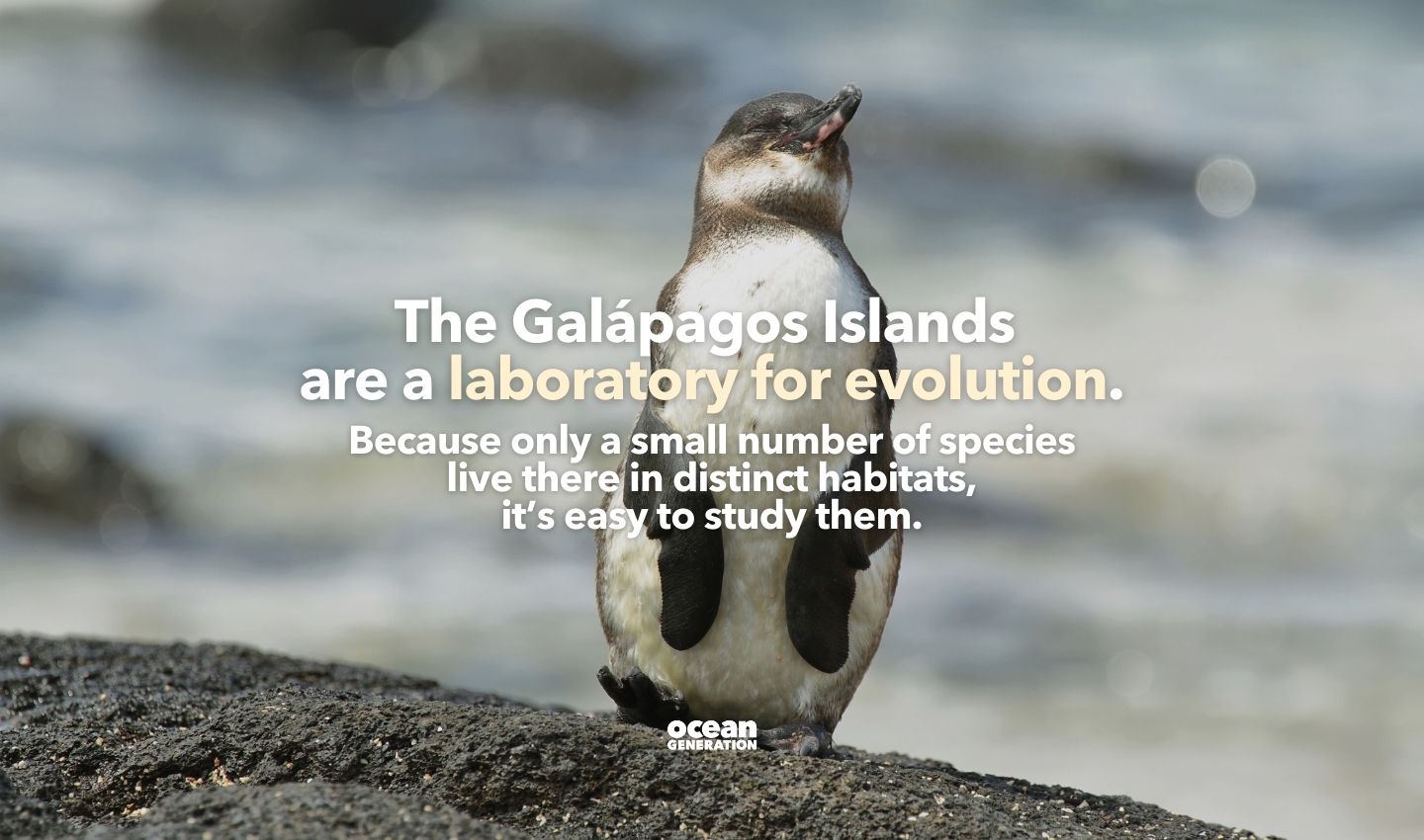 Galápagos Under Threat: Conservation, Climate Change and Hope - Ocean ...