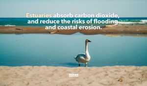 Why Are Rivers Important Ocean Generation