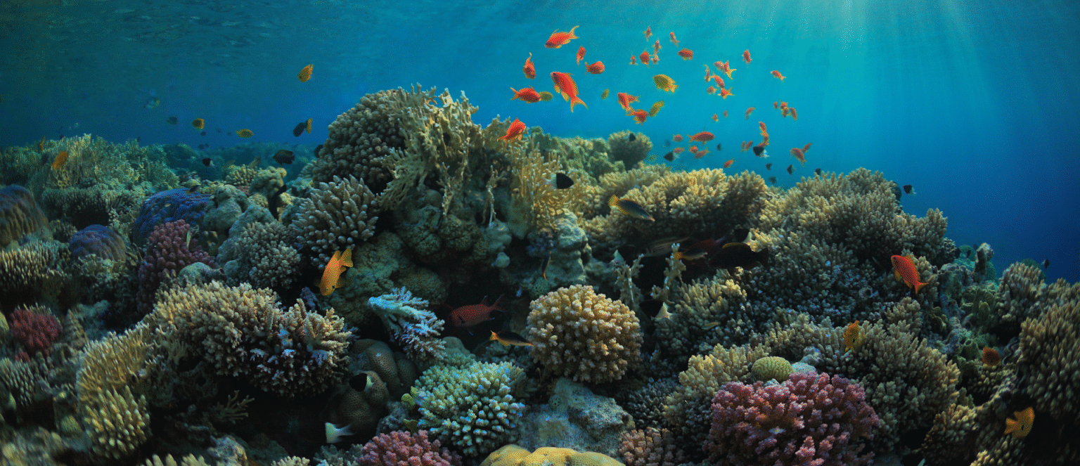 Can we rebuild coral reefs? The promising (and weird) world of coral ...