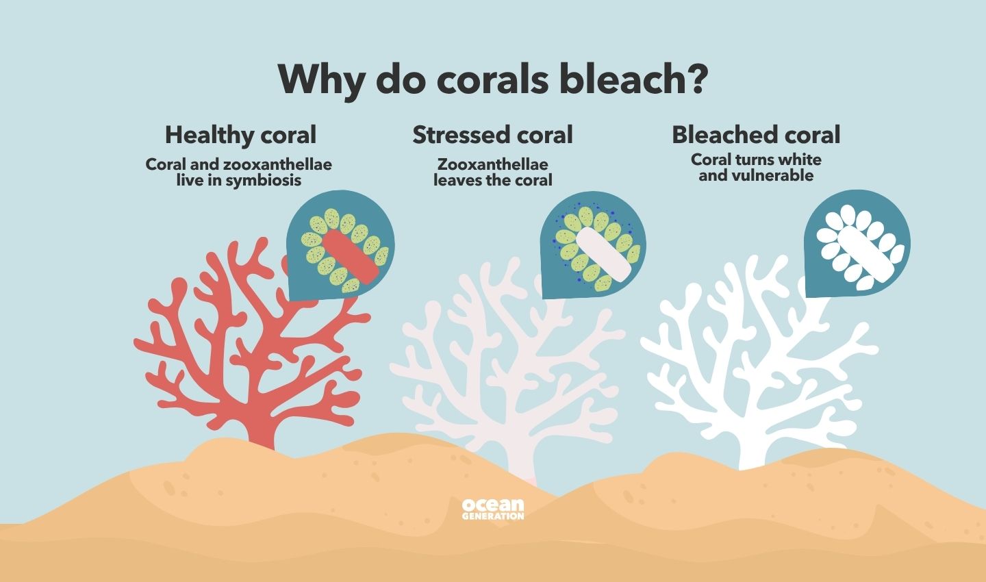 What is coral bleaching? - Ocean Generation