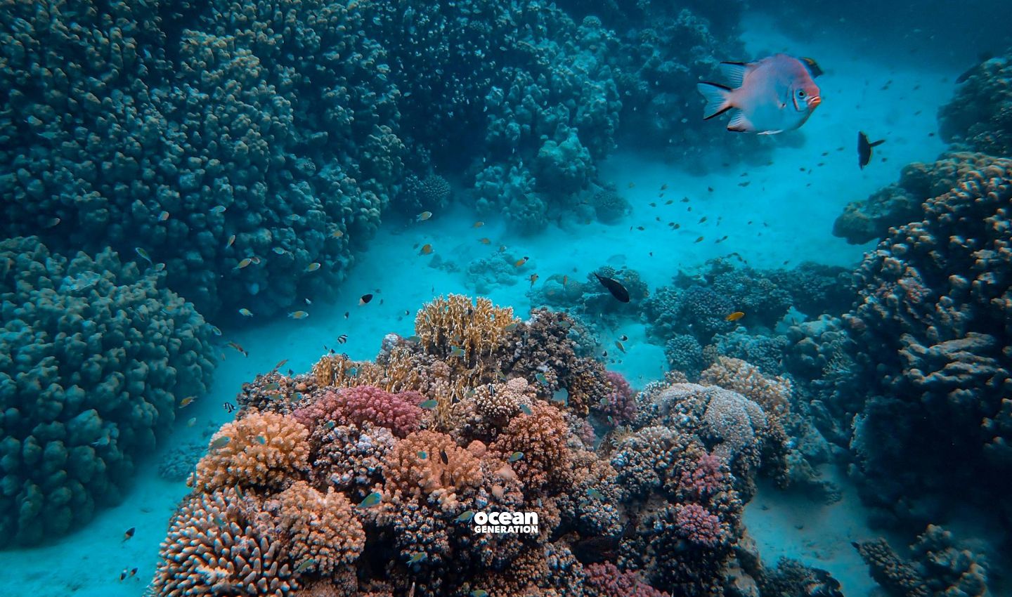 Can we rebuild coral reefs? The promising (and weird) world of coral reef restoration - Ocean ...