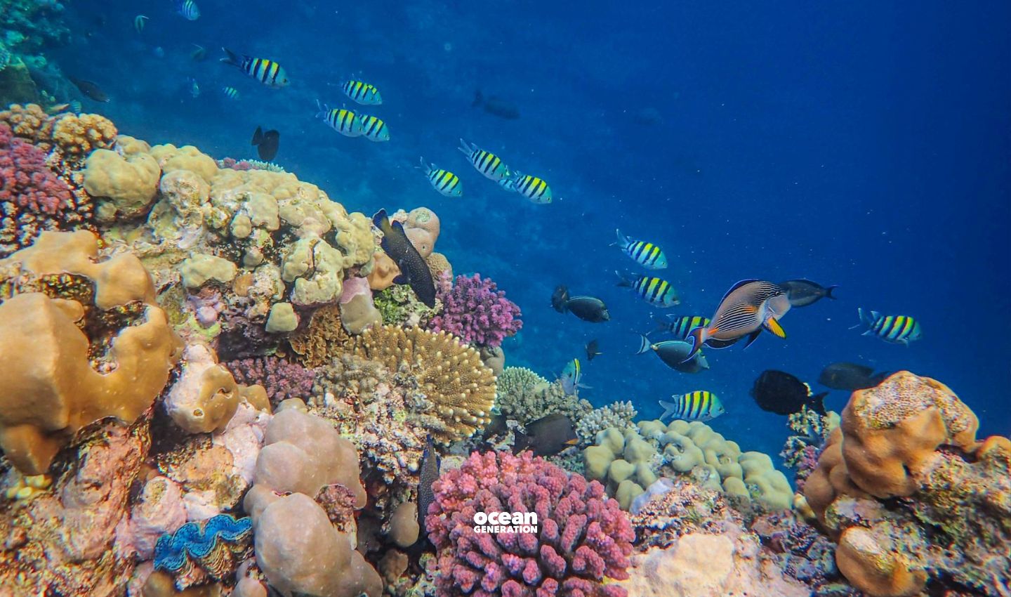 What is coral bleaching? - Ocean Generation