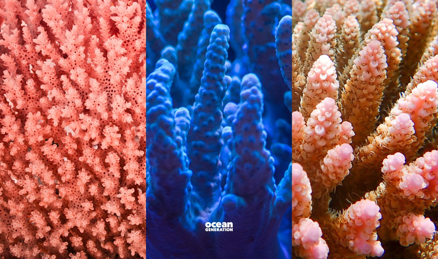 What is coral bleaching? - Ocean Generation