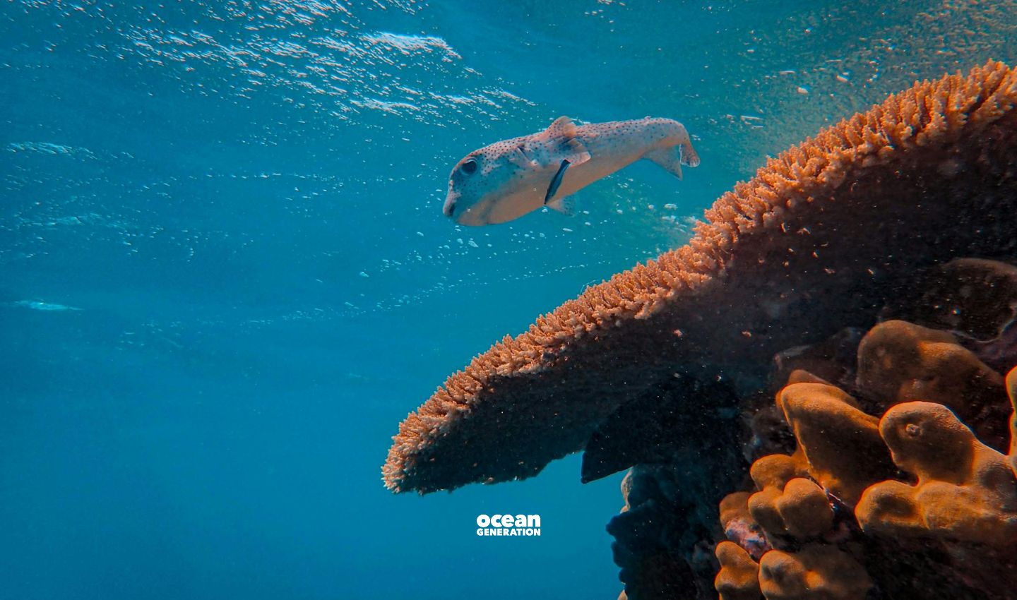 Why is the sound of coral reefs important? Explained. - Ocean Generation