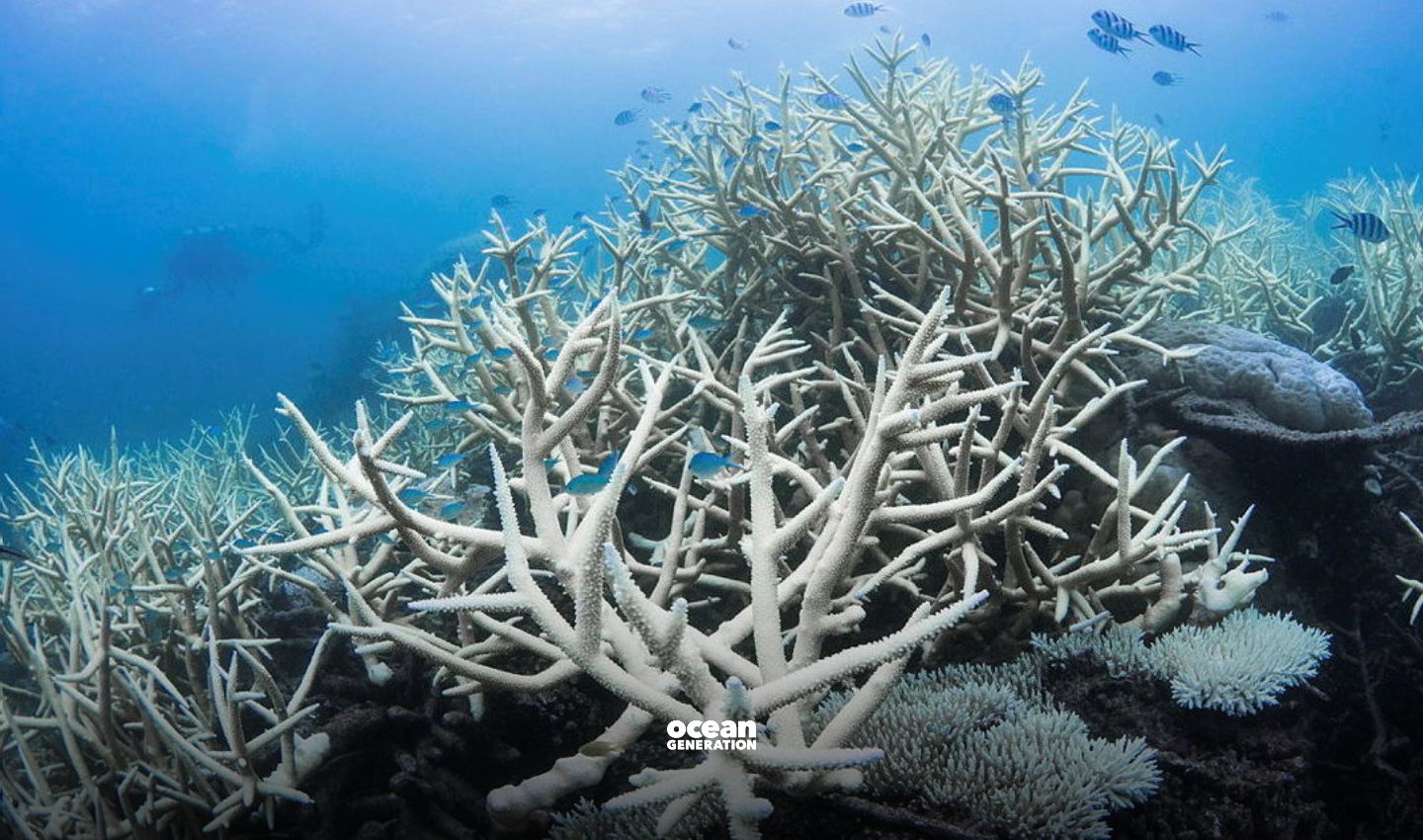 What is coral bleaching? - Ocean Generation