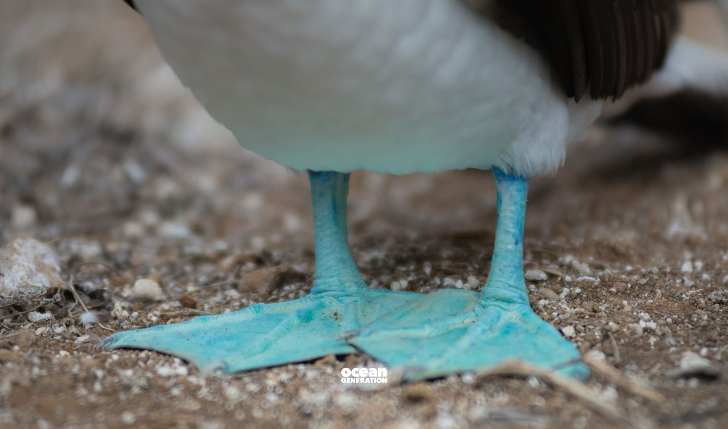 Why are blue-footed boobies blue? - Ocean Generation