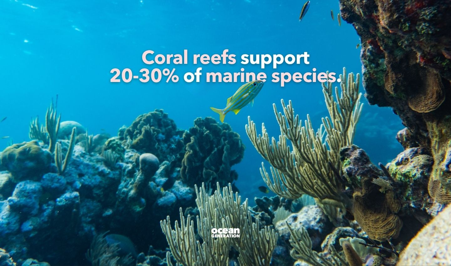 Can we rebuild coral reefs? The promising (and weird) world of coral ...
