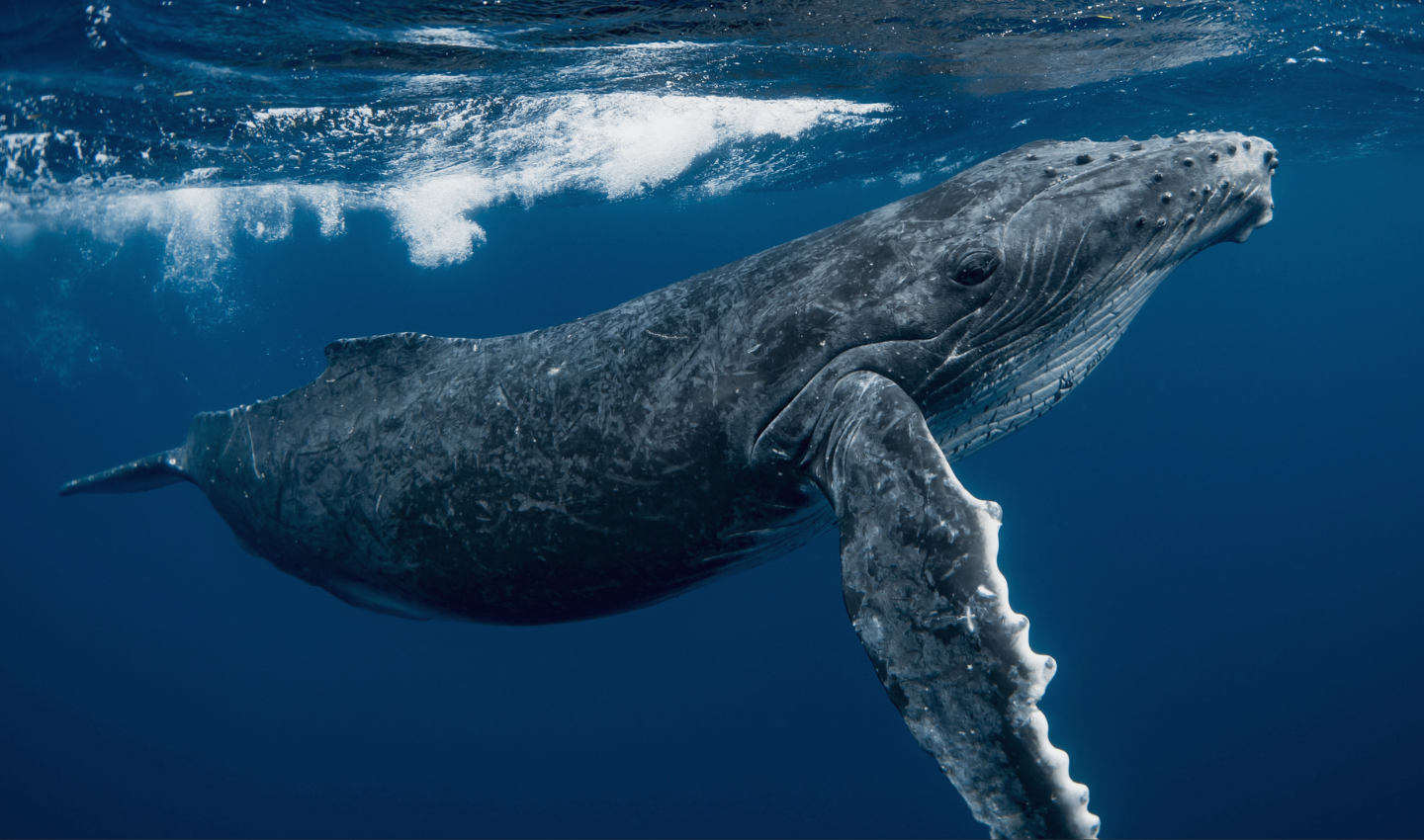 Ocean Learning Resources - Ocean Academy by Ocean Generation