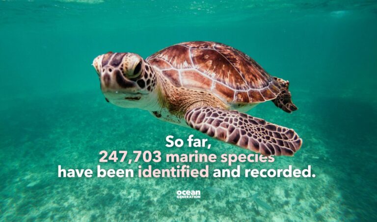 17 Science-backed ways the Ocean keeps you alive - Ocean Generation