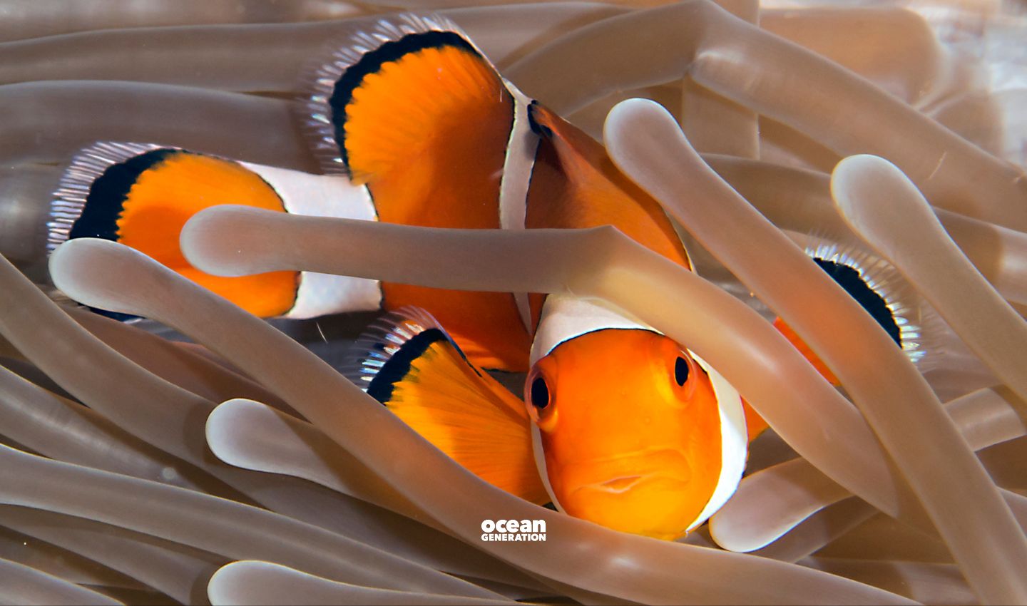 How accurate is Finding Nemo? - Ocean Generation