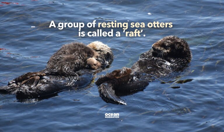 How Do Sea Otters Make Themselves at Home in the Kelp Forest? - Ocean ...