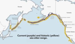 How Do Sea Otters Make Themselves at Home in the Kelp Forest? - Ocean ...