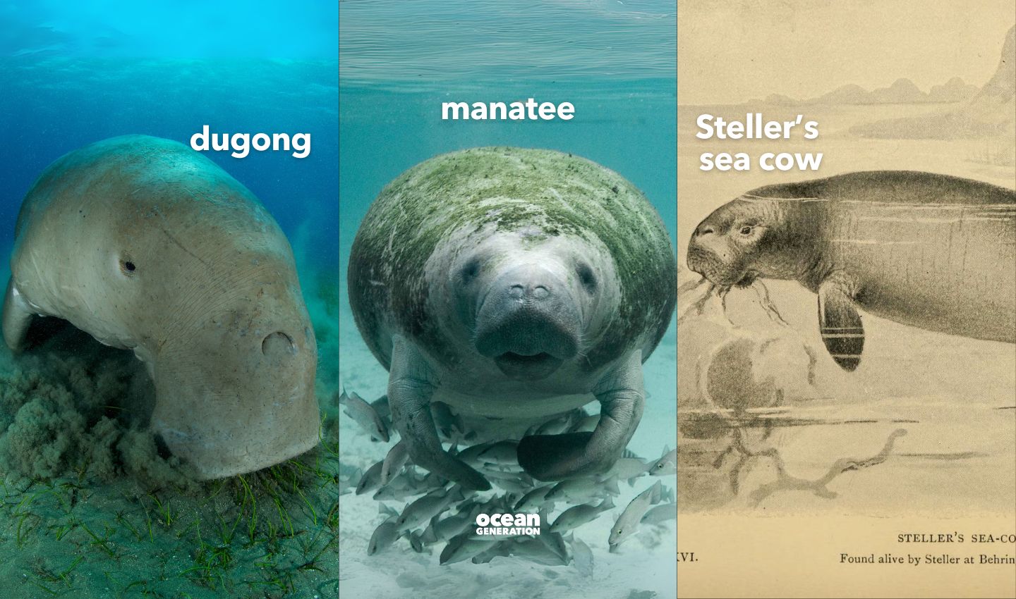 What Happened to the Steller’s Sea Cow? Explained. - Ocean Generation